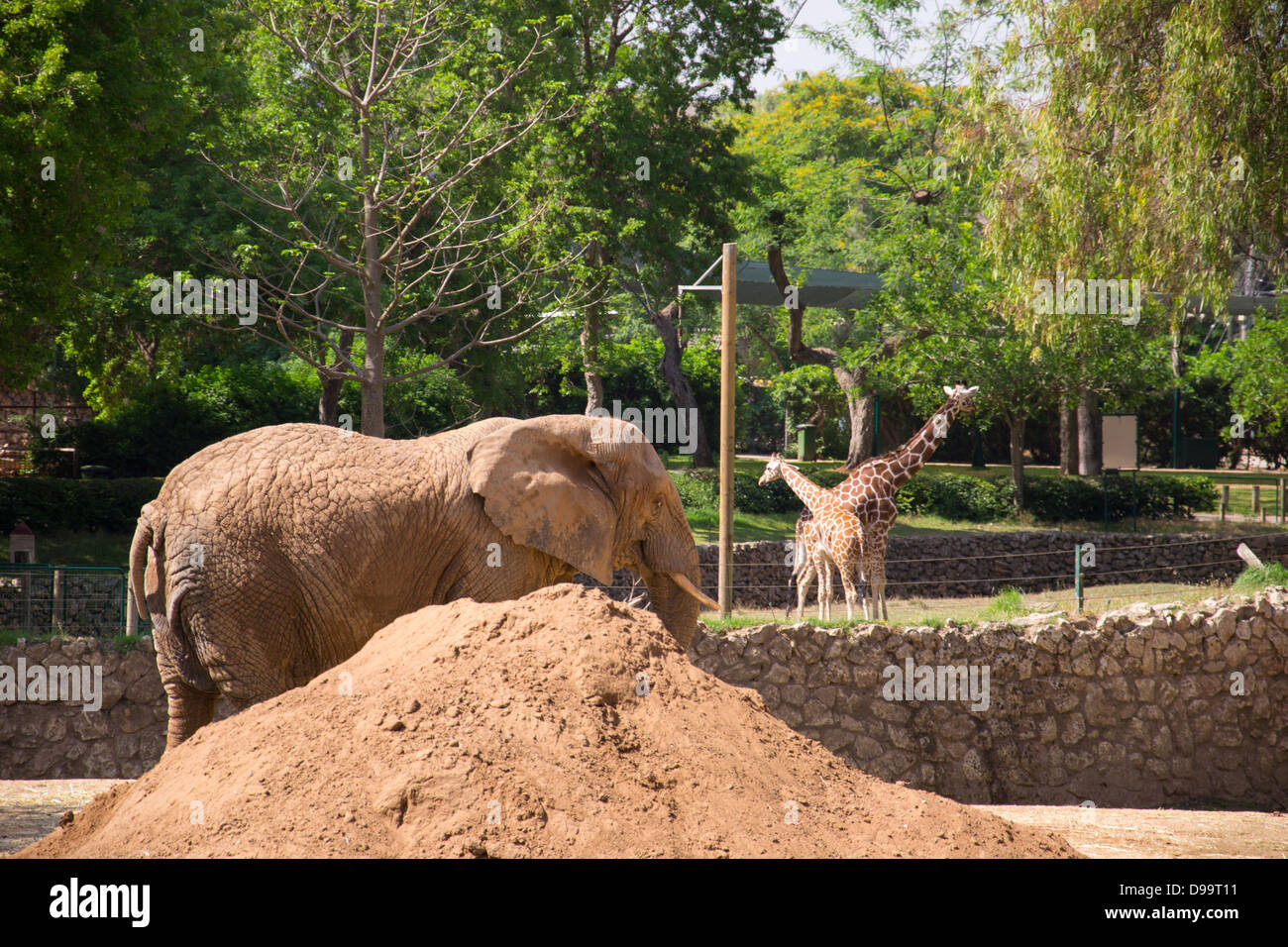 A male elephant walking calmly in the zoo Stock Photo - Alamy