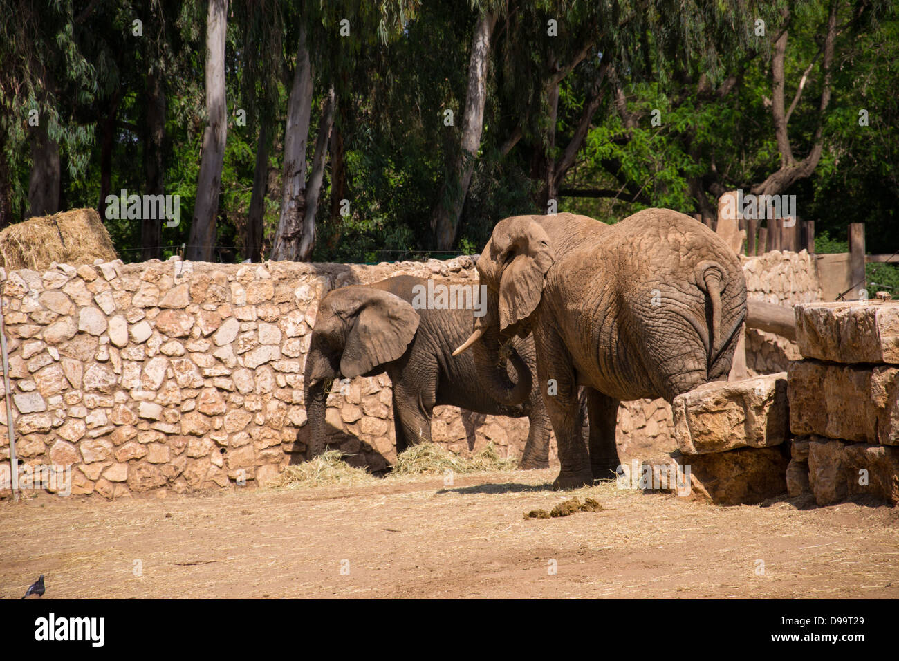 Elephants eating hay in a zoo Stock Photo - Alamy