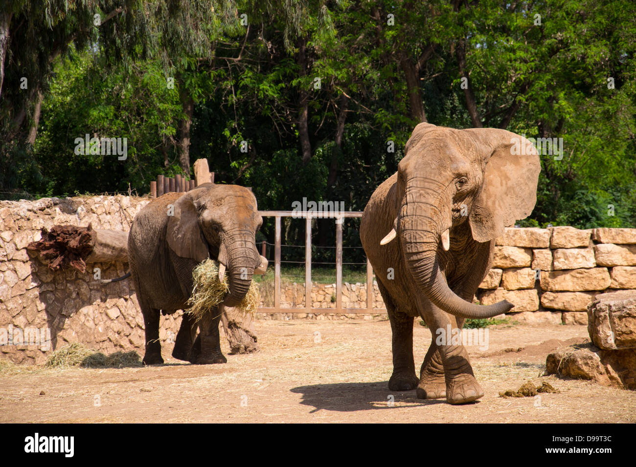 Zoo elephant feeding hay hi-res stock photography and images - Alamy