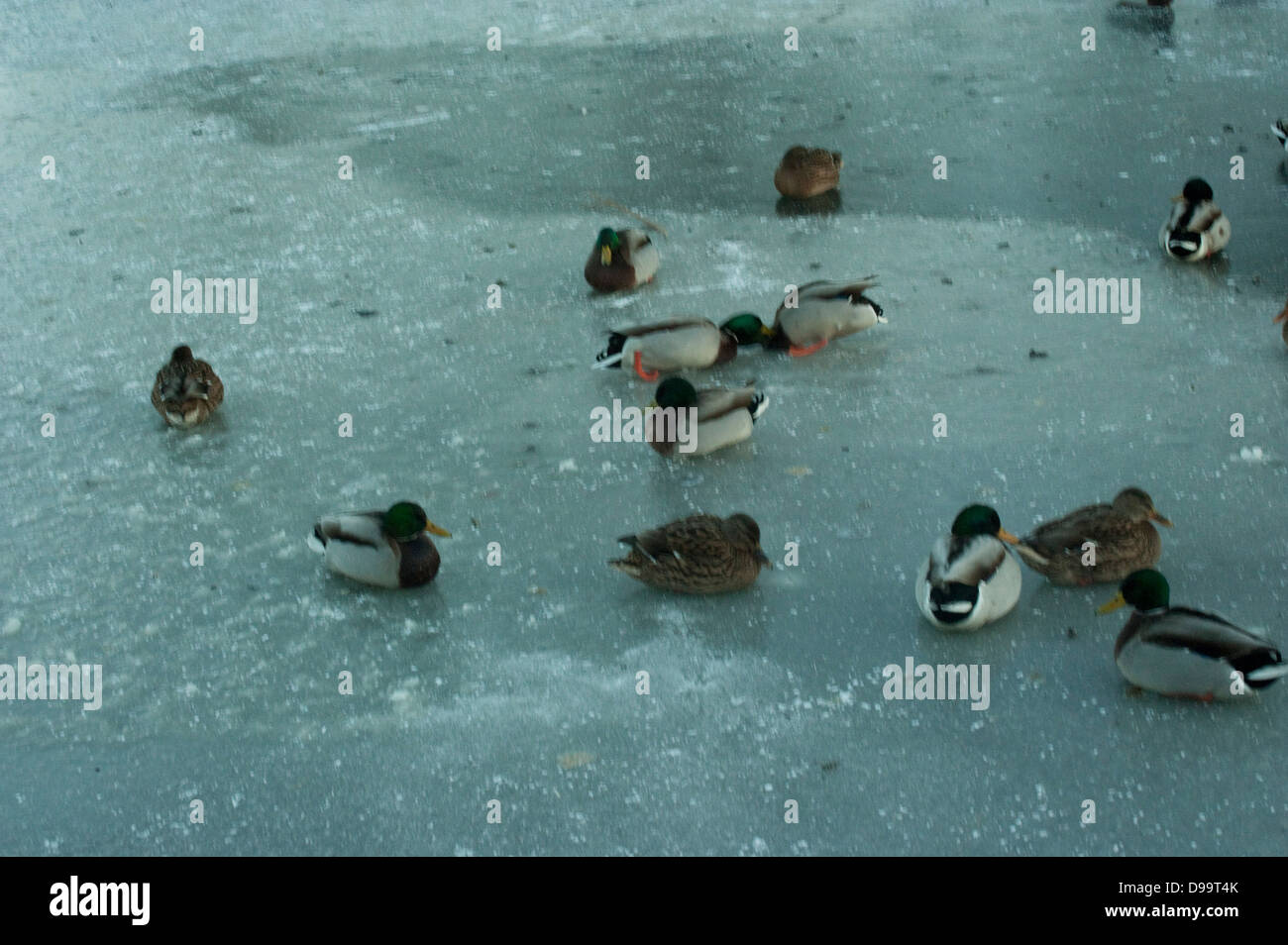 ducks on ice on a frozen lake Stock Photo - Alamy