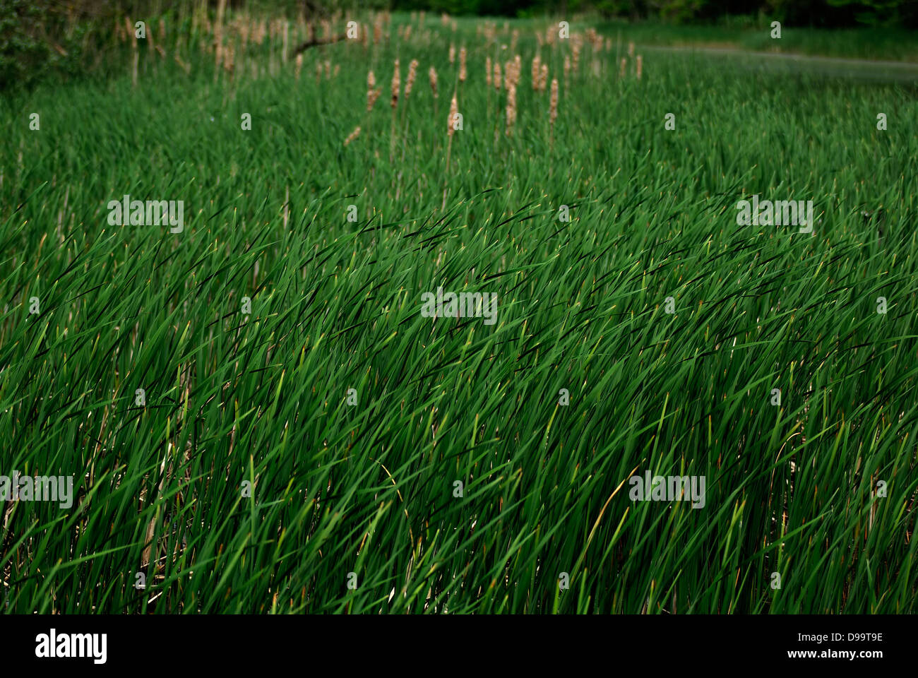 Blooming reed in high green grass at sunny summer day with forest in ...