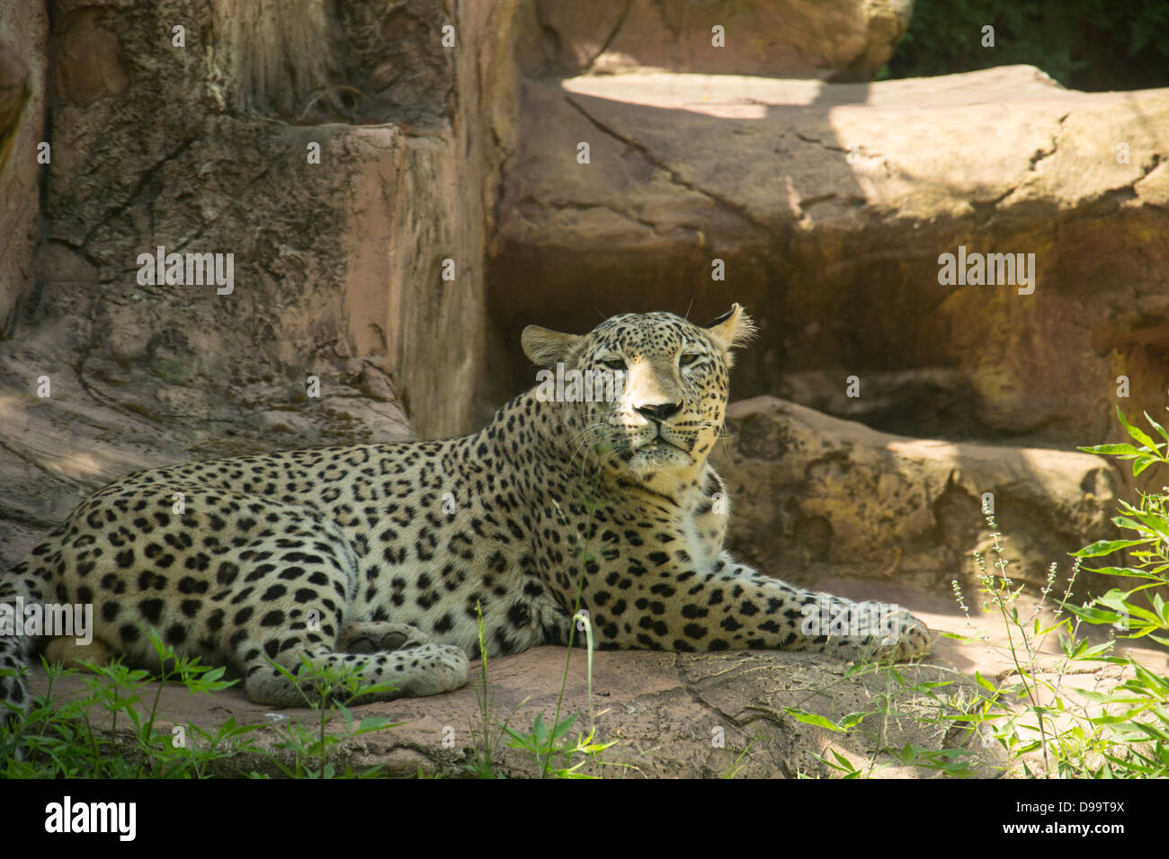 Jaguar sitting on rock Stock Photo - Alamy