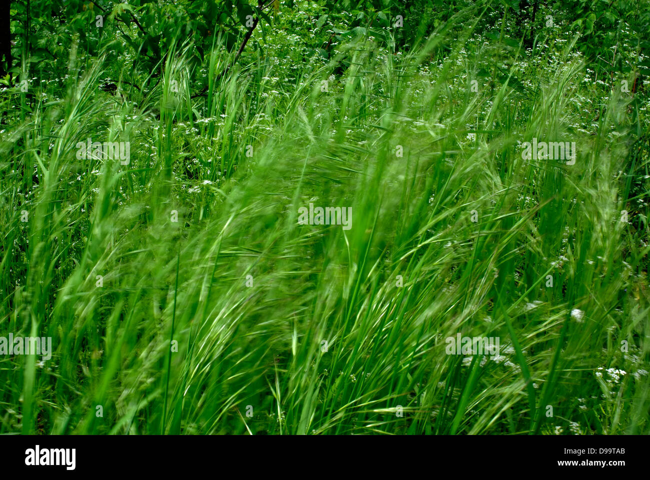 Windy summer hi-res stock photography and images - Alamy
