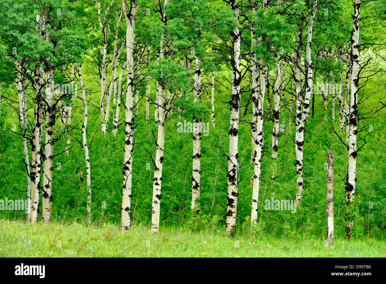 Clonal tree hi-res stock photography and images - Alamy