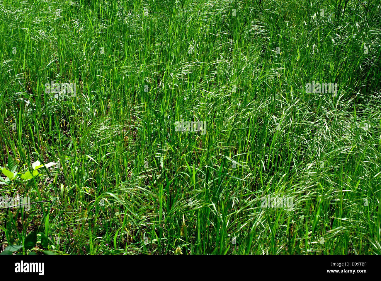 Windy summer hi-res stock photography and images - Alamy