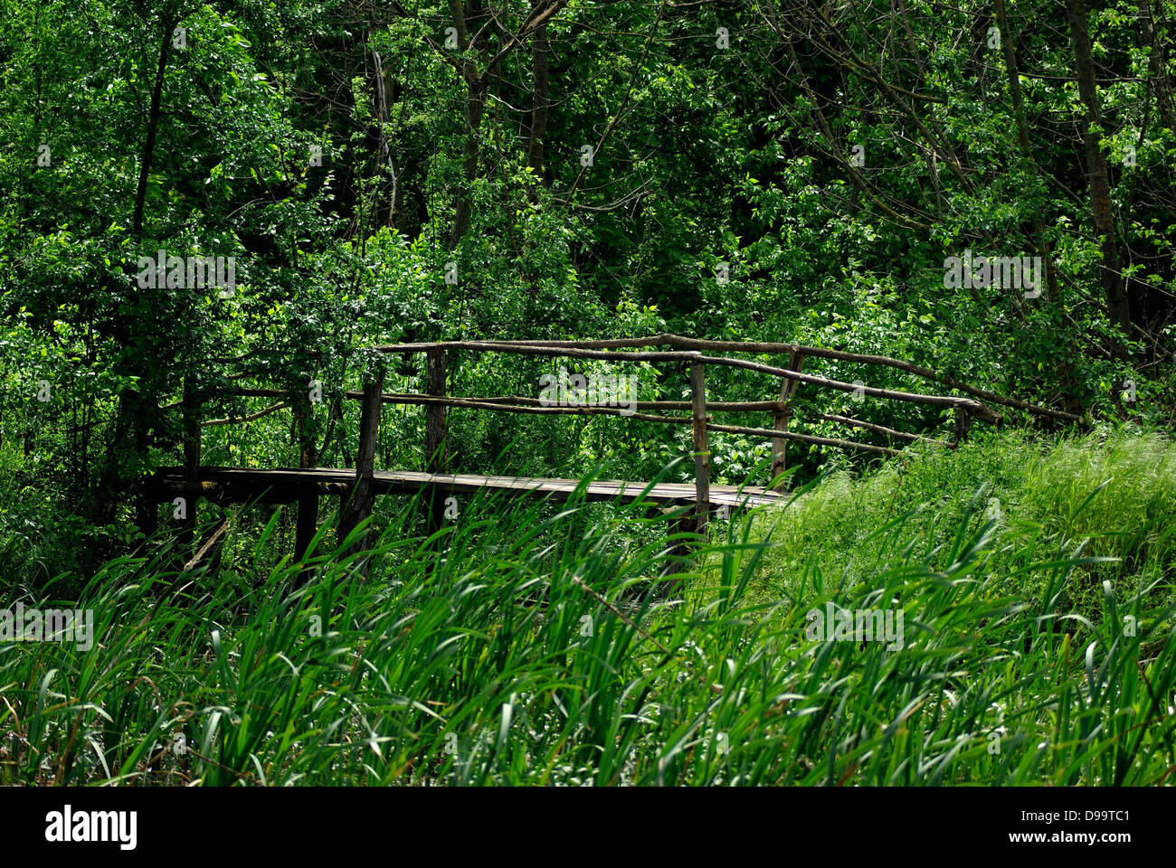 Old primitive wooden bridge on footpath trough wild forest at summer ...