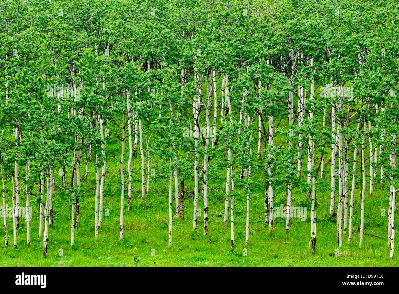 Clonal tree hi-res stock photography and images - Alamy