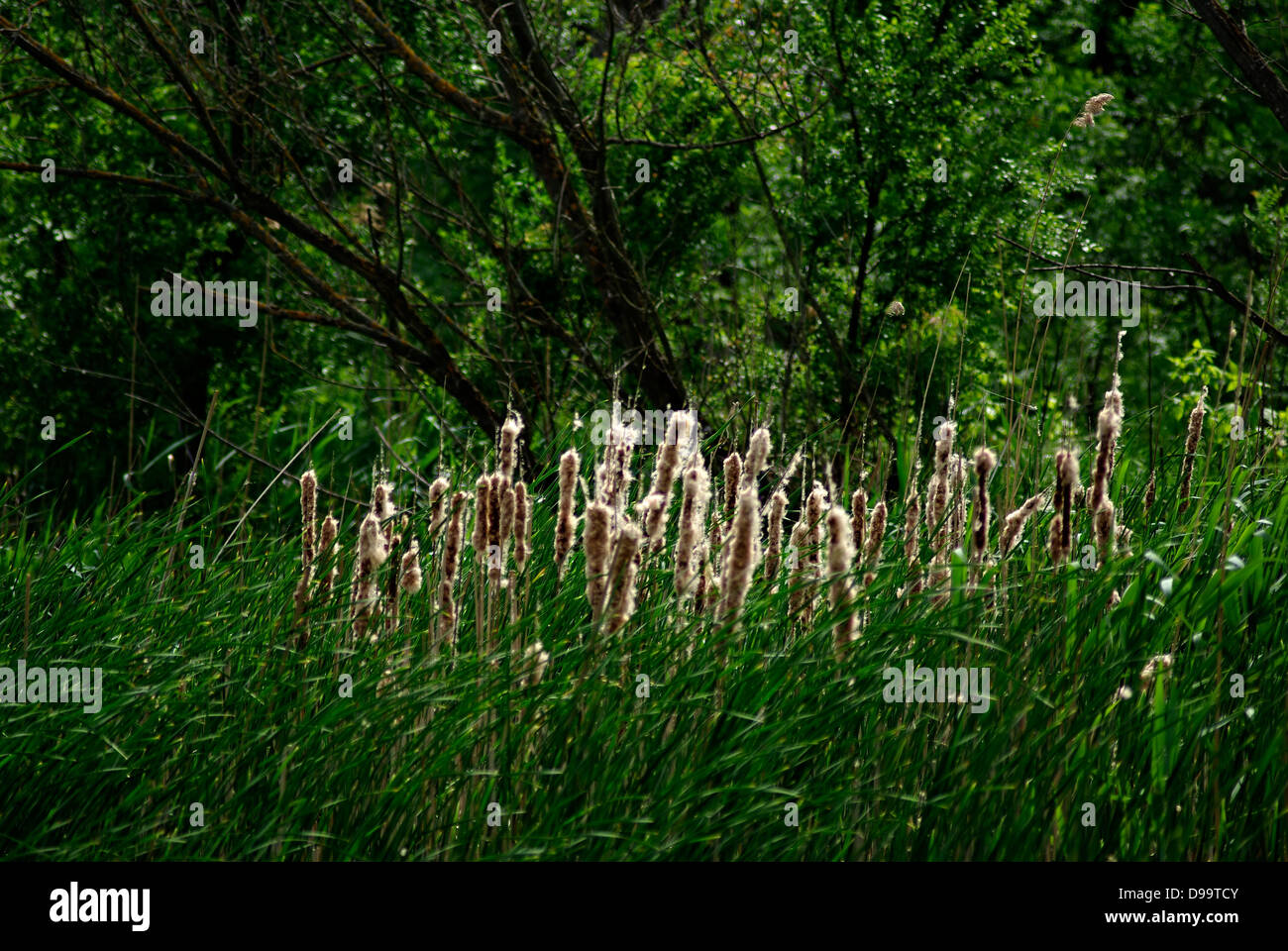 Blooming reed in high green grass at sunny summer day with forest in ...