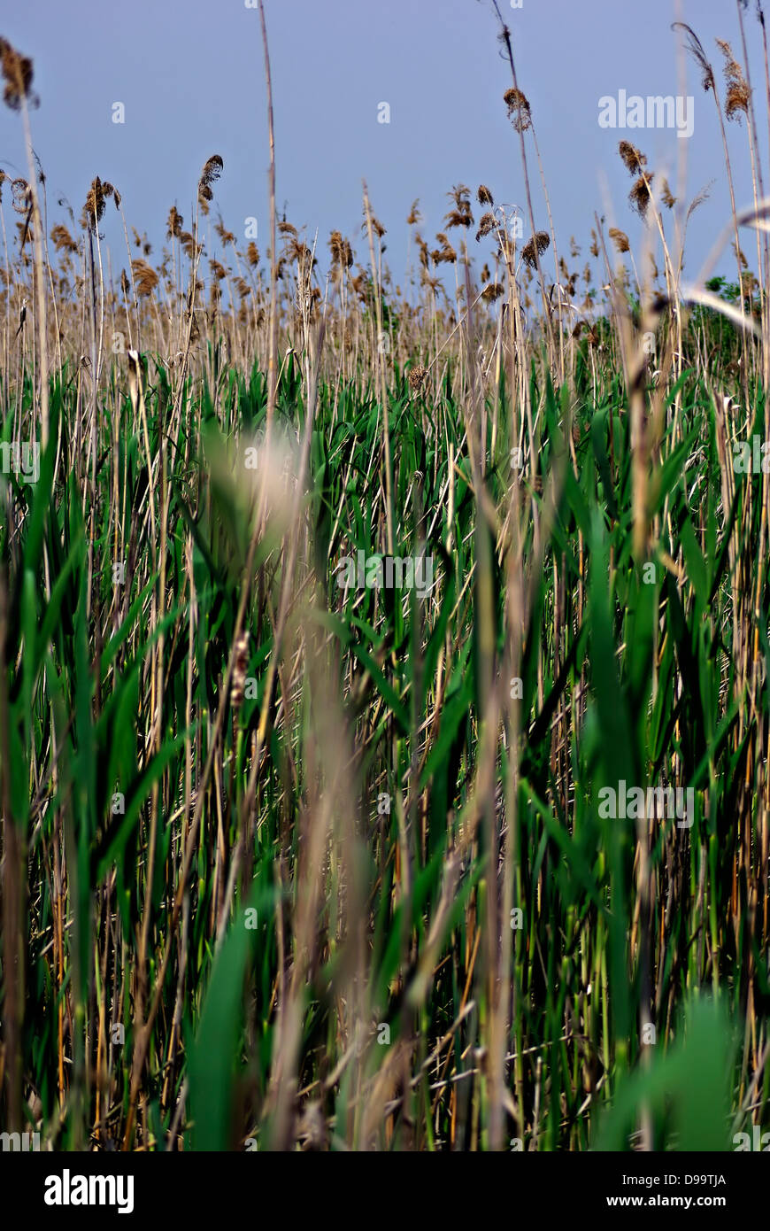 Blooming reed in high green grass at sunny summer day with forest in ...