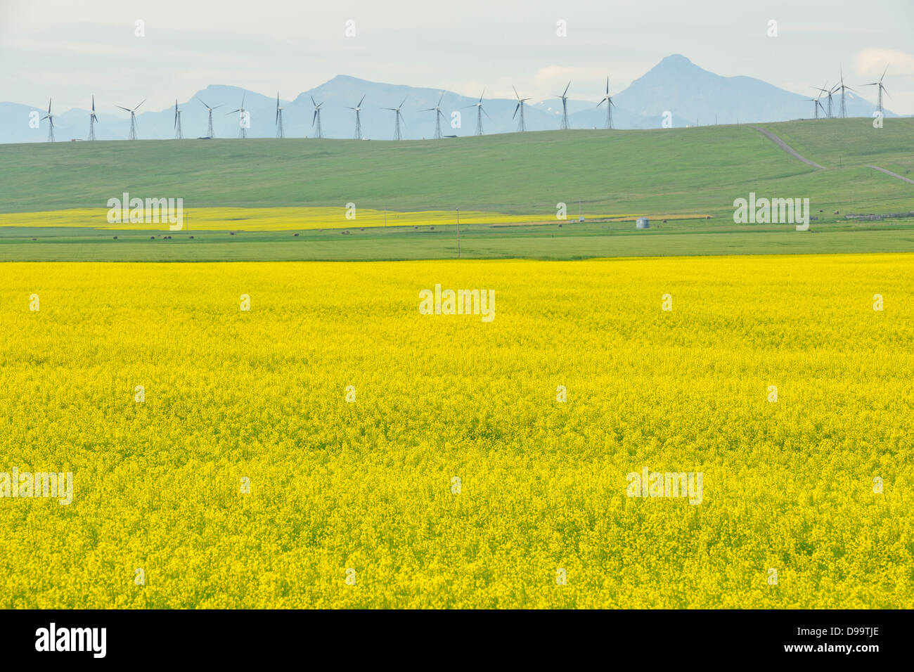 Flowering Canola and wind turbines on Cowley Ridge Cowley Alberta ...