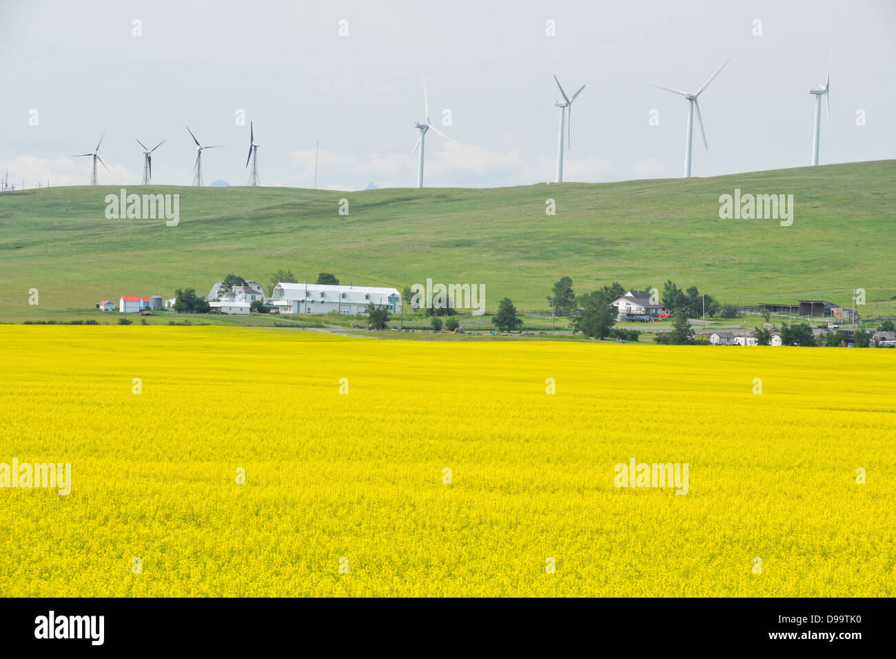 Flowering Canola and wind turbines on Cowley Ridge Cowley Alberta ...
