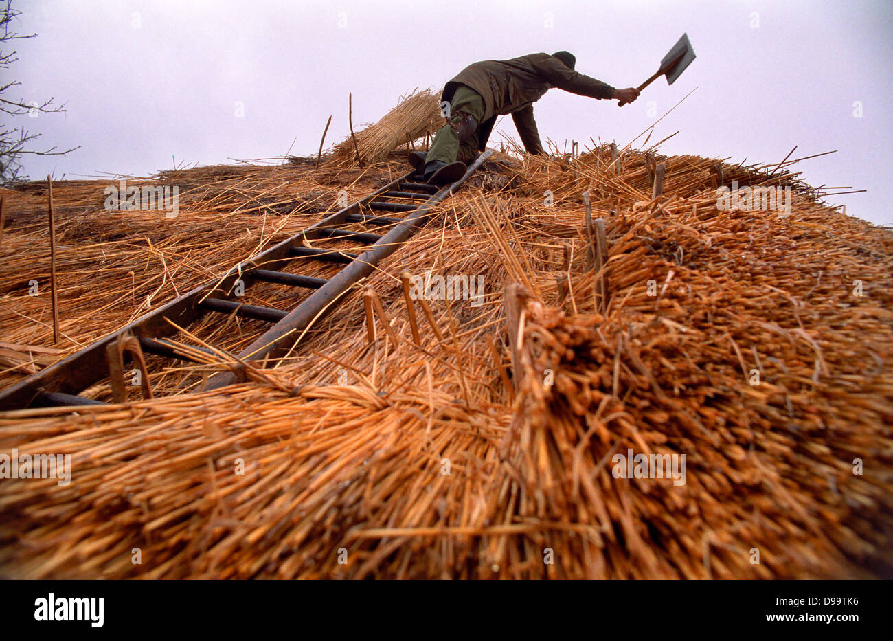 Thatcher thatching thatched roof on hi-res stock photography and images ...