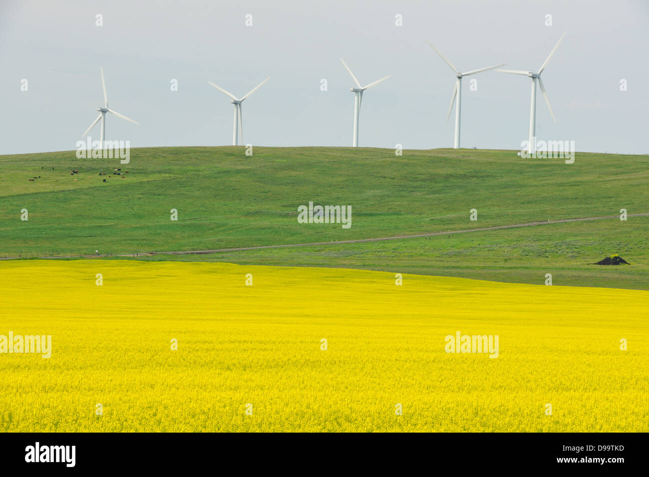 Flowering Canola and wind turbines on Cowley Ridge Cowley Alberta ...