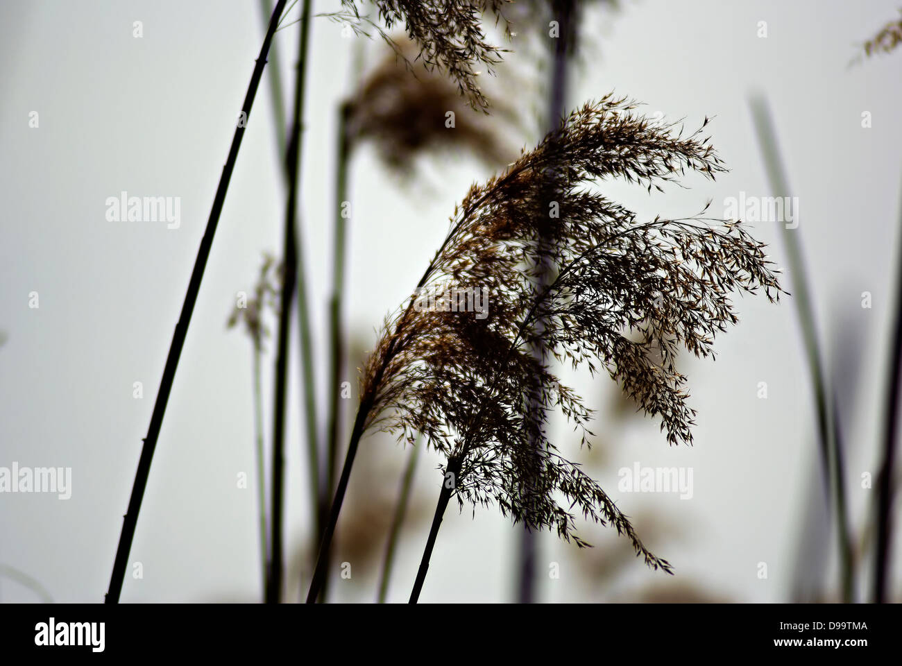 Yellow reed flower hi-res stock photography and images - Alamy