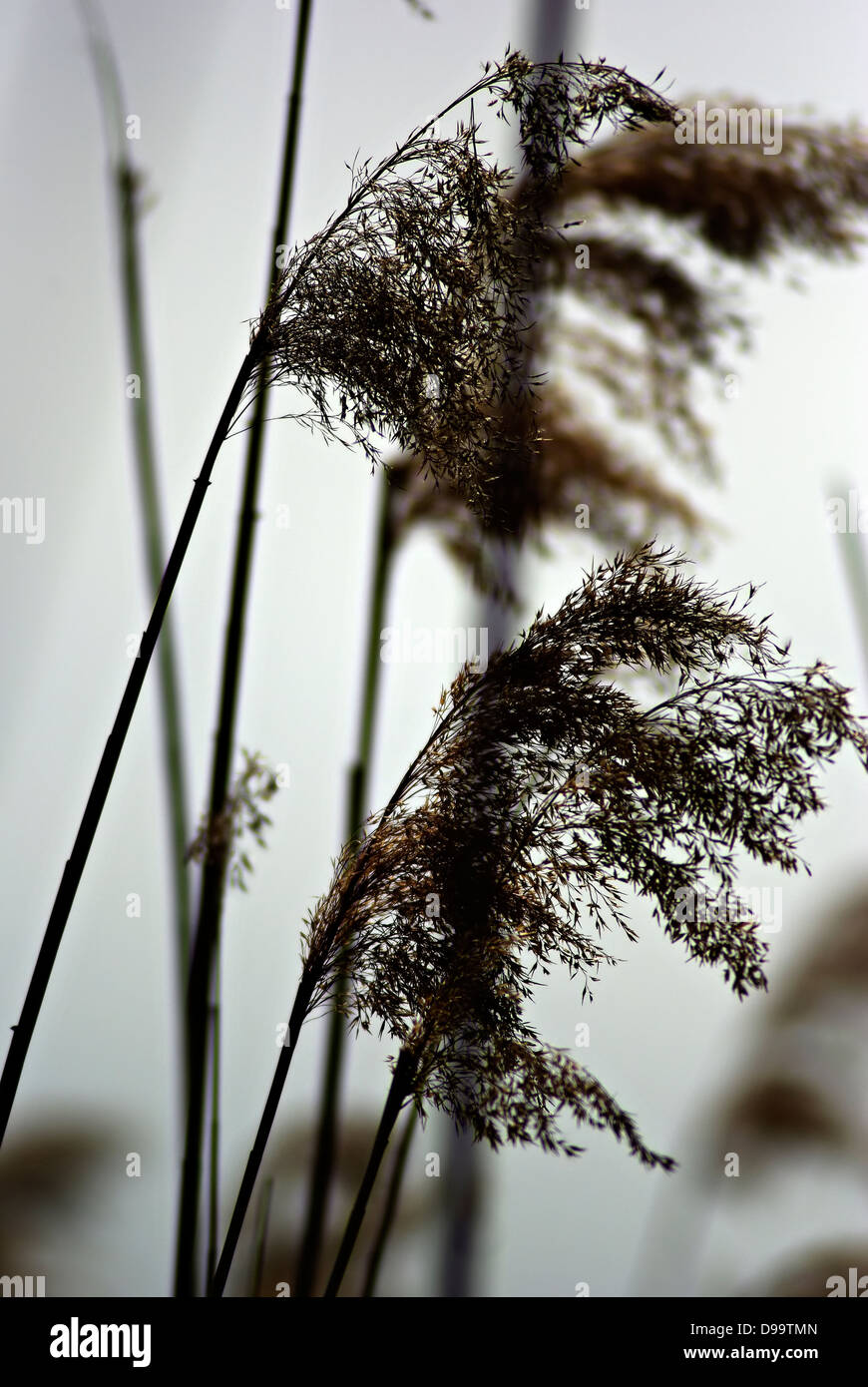 Yellow reed flower hi-res stock photography and images - Alamy