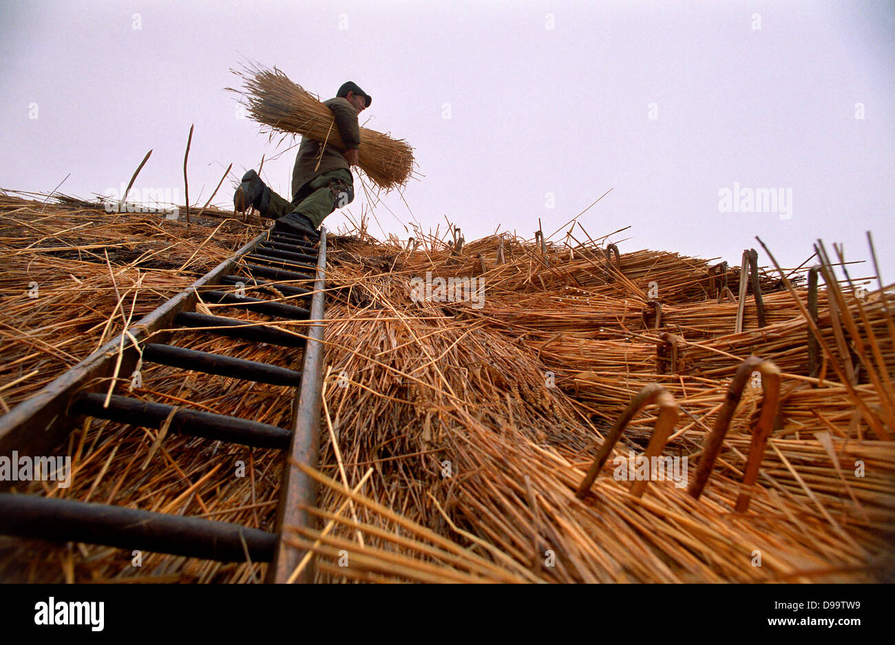 Thatcher work on roof hi-res stock photography and images - Alamy