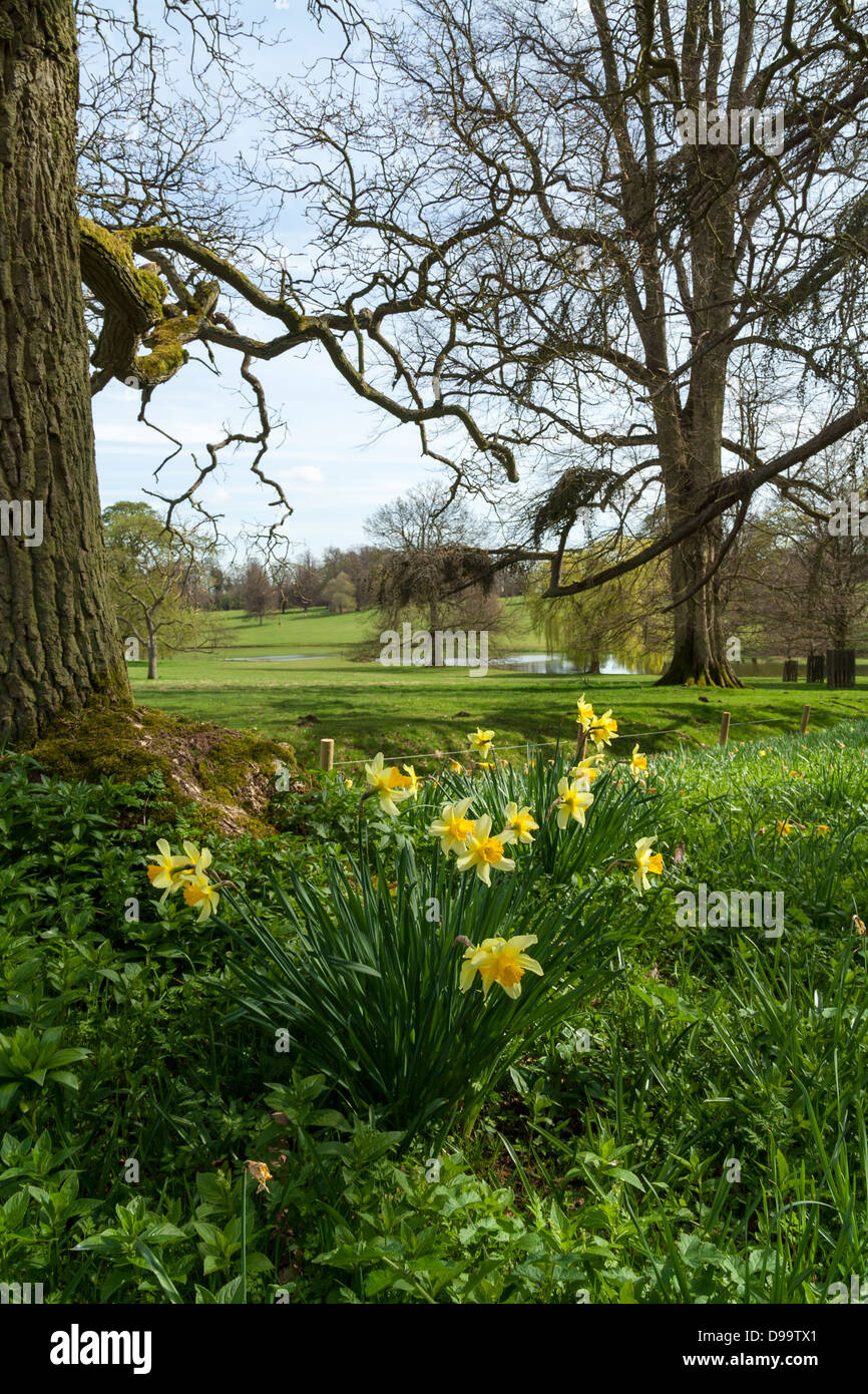 Spring Daffodils in a forest setting with a lake in the background ...