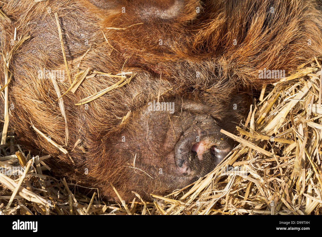 A hairy golden KuneKune pig fast asleep and snoring loudly in his bed ...