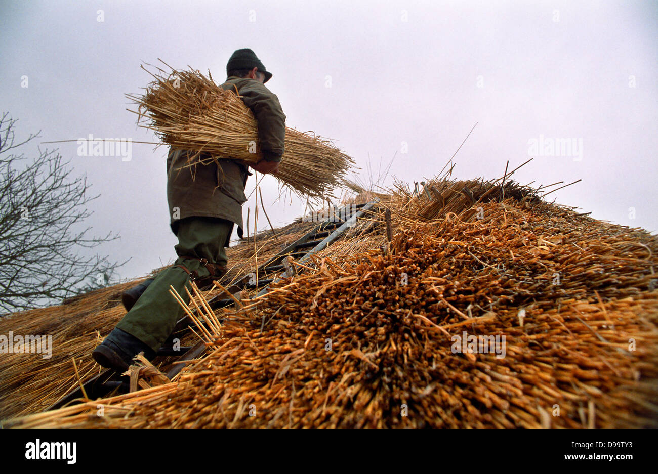 Thatcher at work on a cottage in Dorset, UK Stock Photo - Alamy