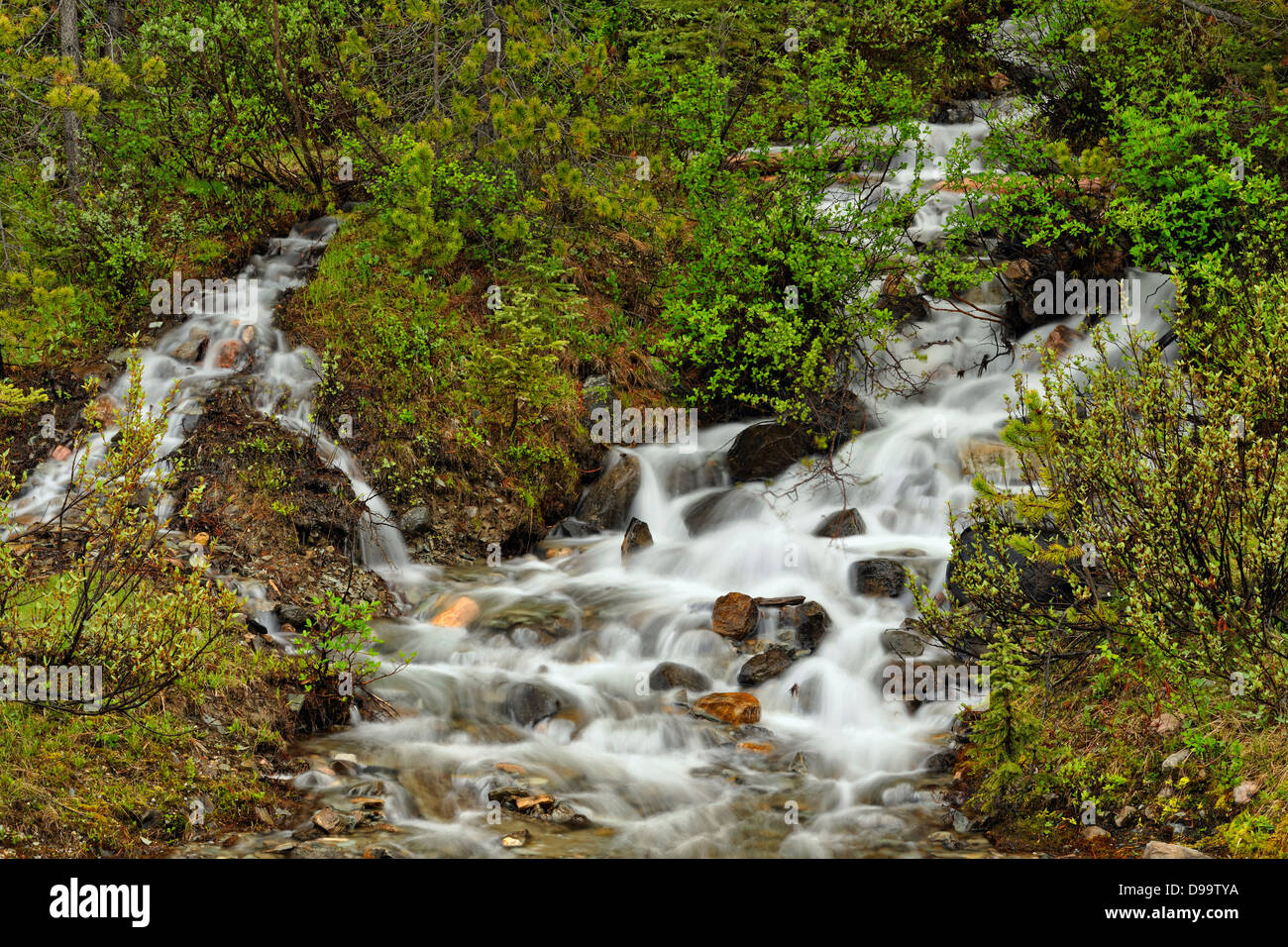Mossy cascade with snowmelt runoff Banff National Park Alberta Canada ...