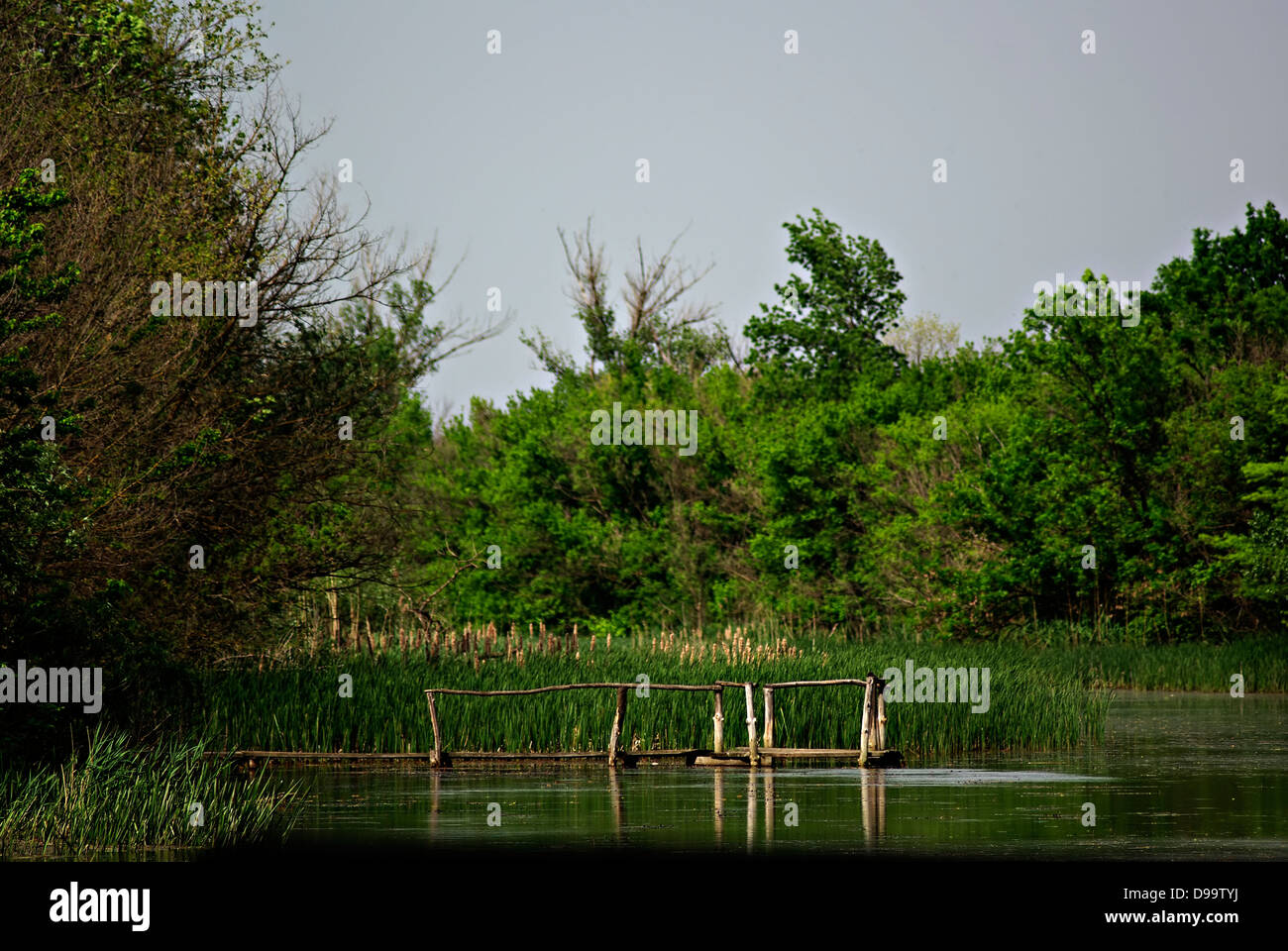 Lazy river flowing through wild forest, tree reflection in water Stock ...