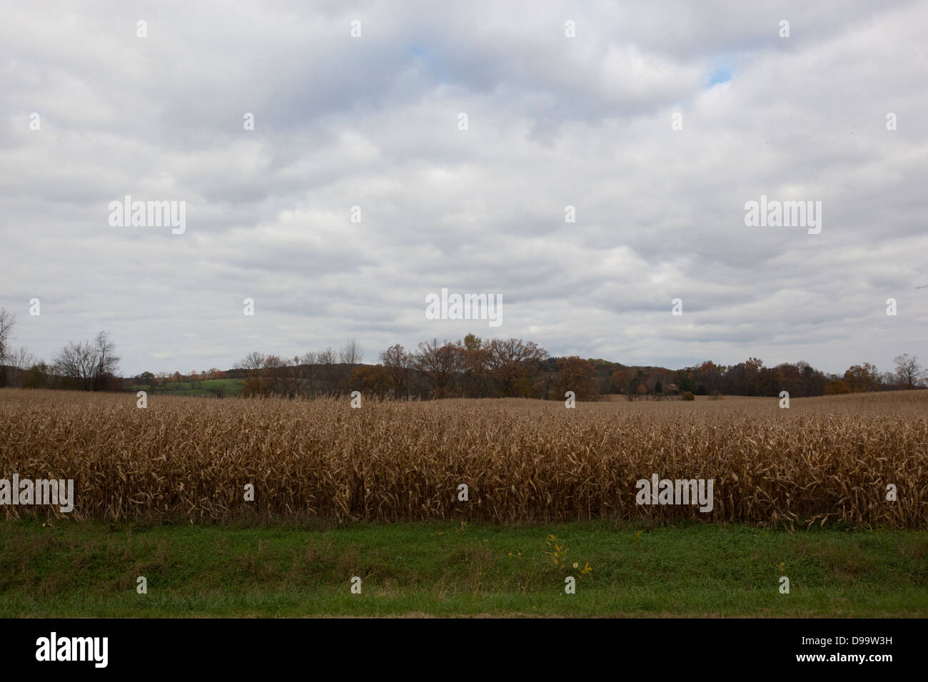 Corn field in the fall in upstate New York Stock Photo - Alamy