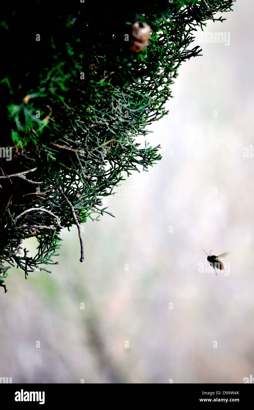 A bee flies towards a pine tree Stock Photo - Alamy