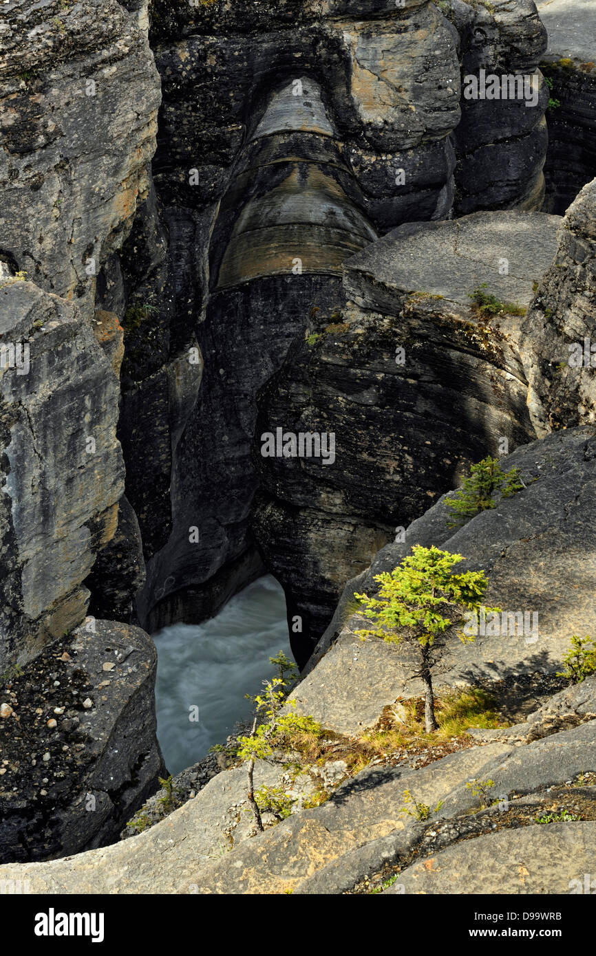 Mistaya River canyon Banff National Park Alberta Canada Stock Photo - Alamy