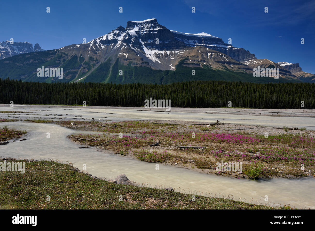 North Saskatchewan River with Mt. Saskatchewan Banff National Park ...