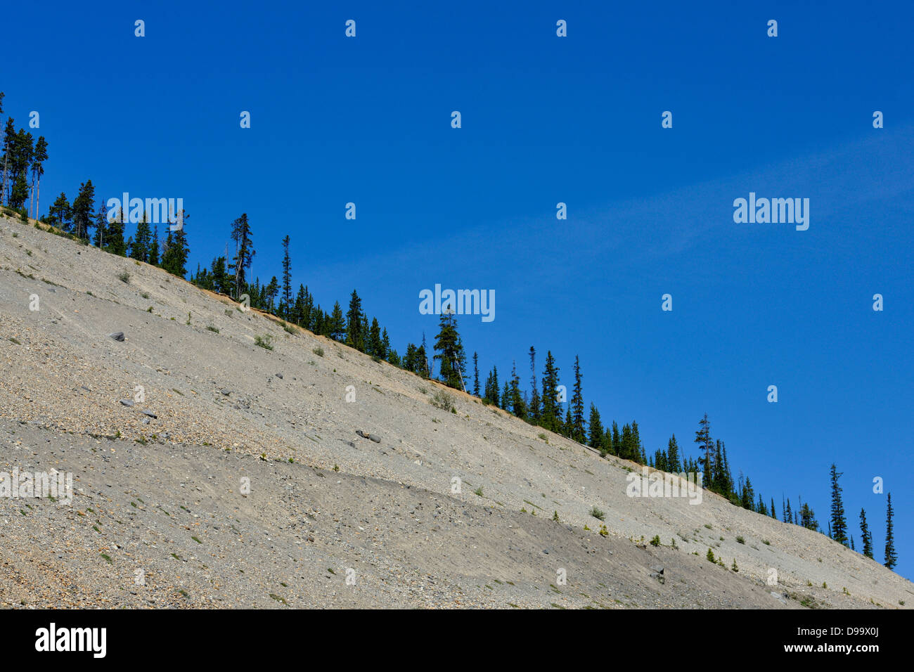 Subalpine firs on a scree slope ridge Banff National Park Alberta ...