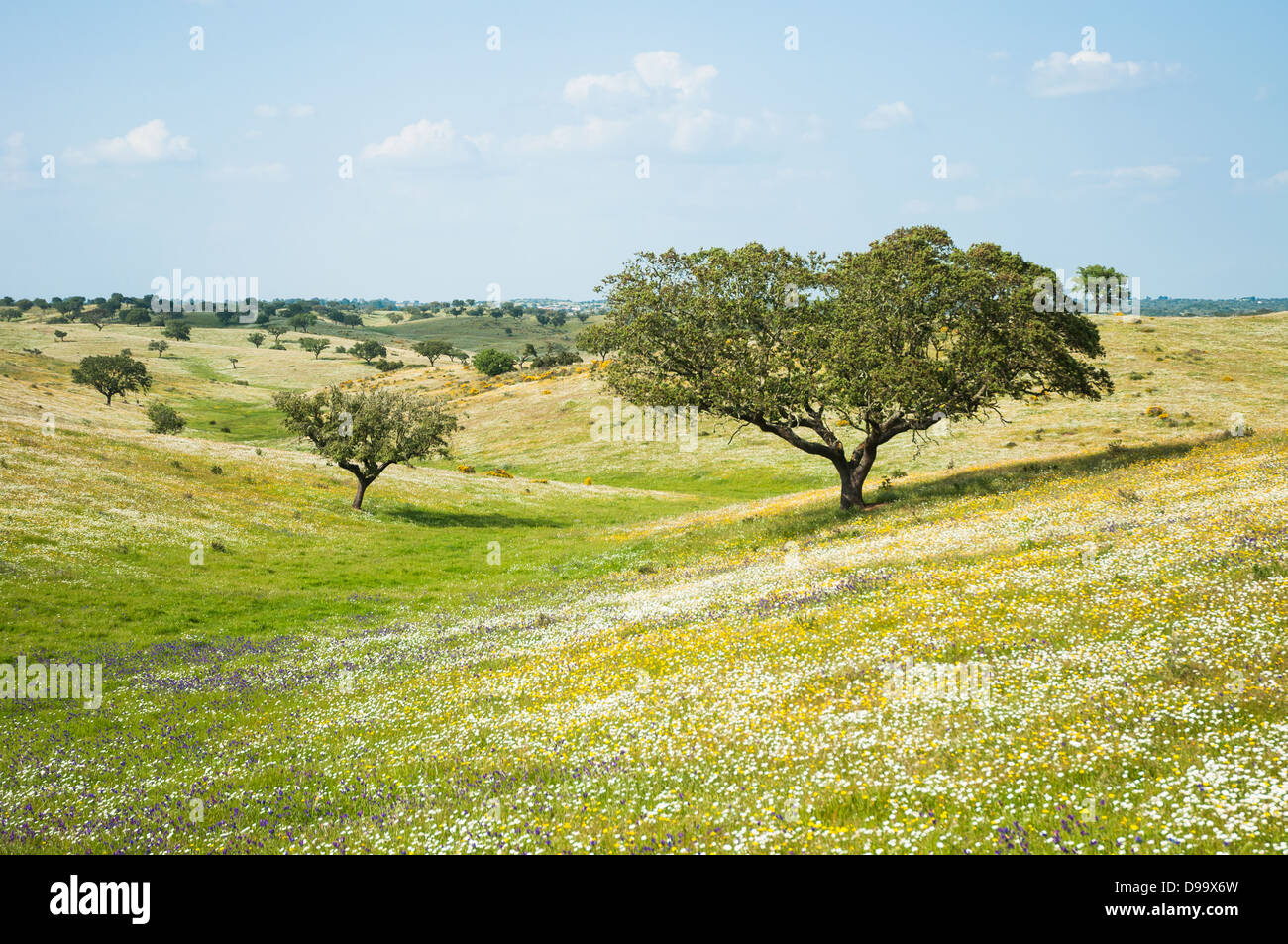 Large Oak Tree in the Flowery Prairie Stock Photo - Alamy