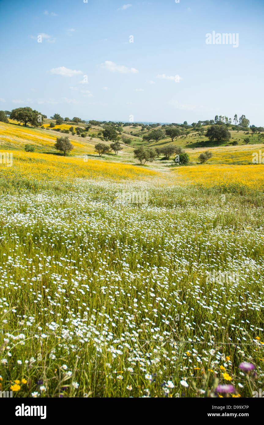 Flowery mead hi-res stock photography and images - Alamy