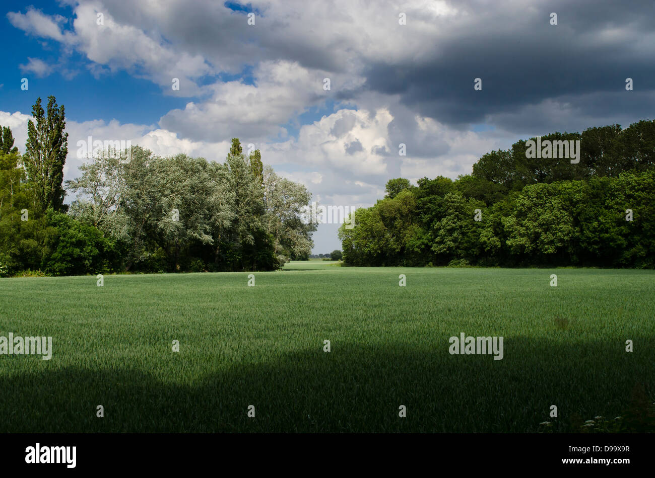 Typical Dutch Landscape Stock Photo - Alamy