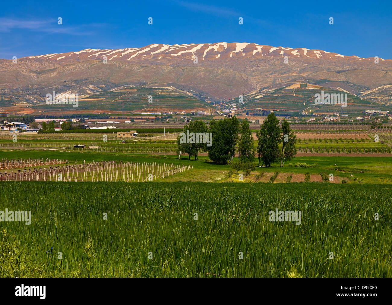 Beqaa Valley with Lebanon Mountains near Ksara, Lebanon, Middle East ...