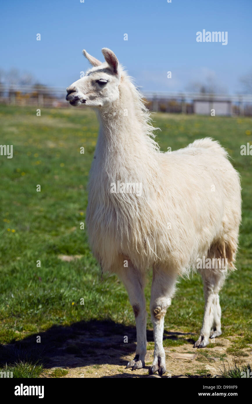Portrait of a llama (Lama glama) standing in a field Stock Photo - Alamy