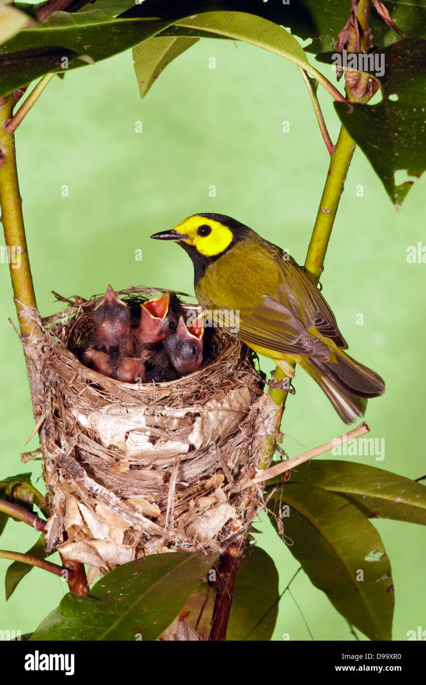 Hooded warbler nest hi-res stock photography and images - Alamy