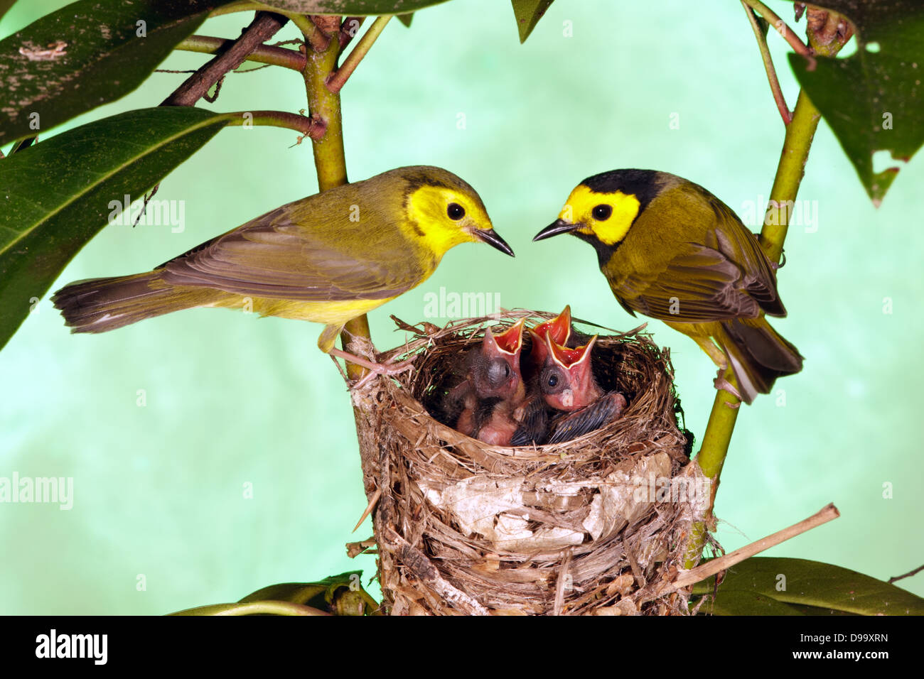 Hooded Warblers male female perching at Nest with Nestlings bird ...