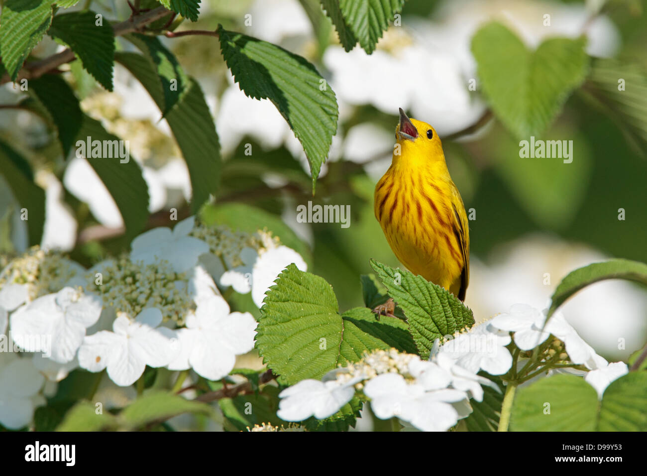 Yellow Warbler singing in Vibernum Blossoms bird songbird Ornithology ...