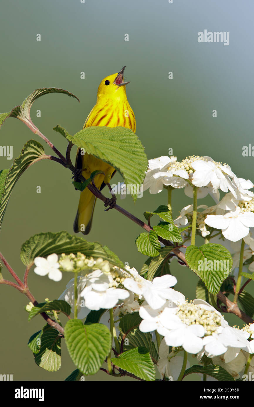 Yellow Warbler singing in Vibernum Blossoms - vertical bird songbird ...