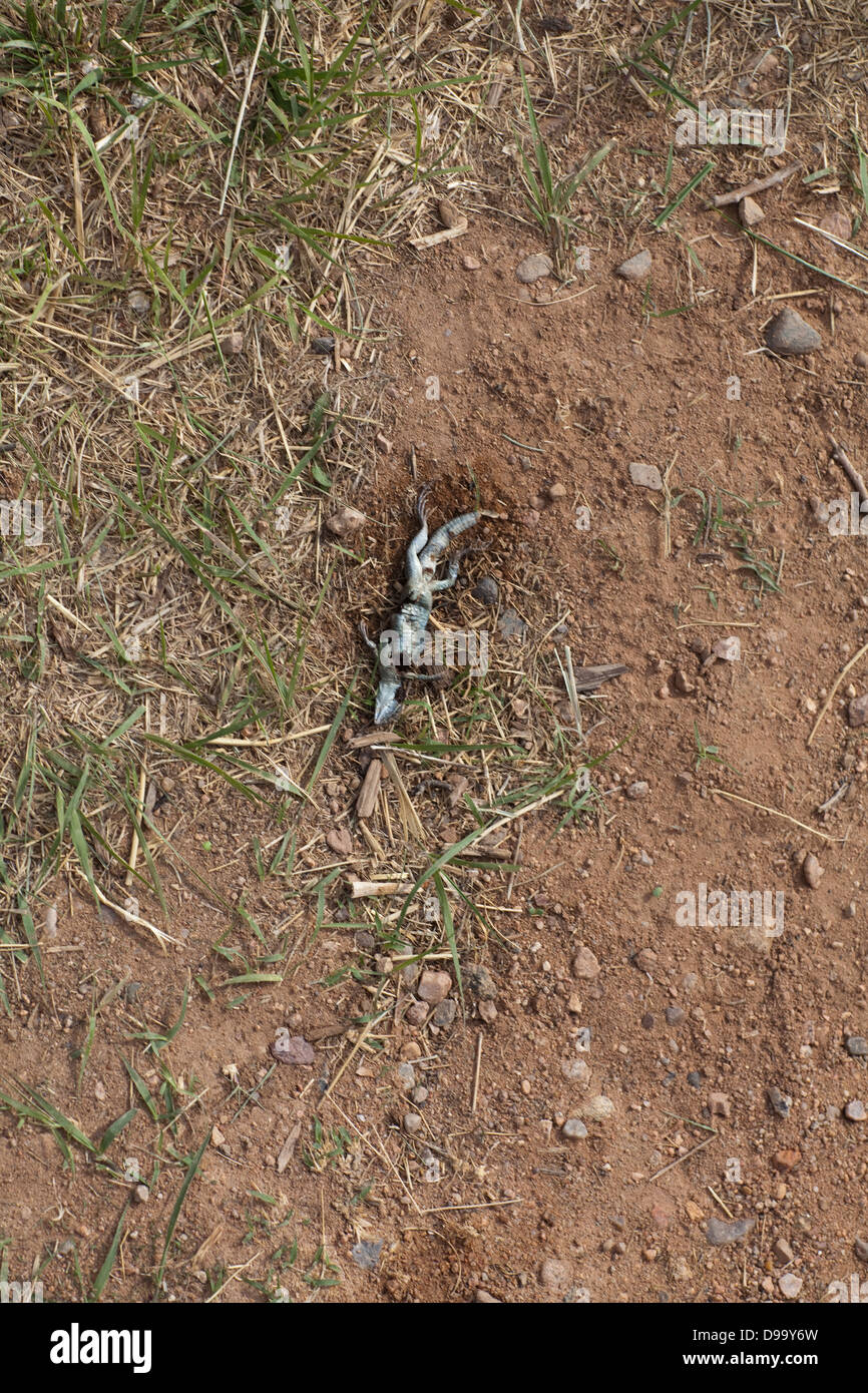 Dead lizard, turned on it's back, New Mexico, USA Stock Photo - Alamy