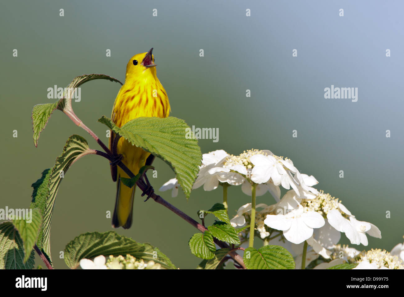Yellow bird in its environment hi-res stock photography and images - Alamy