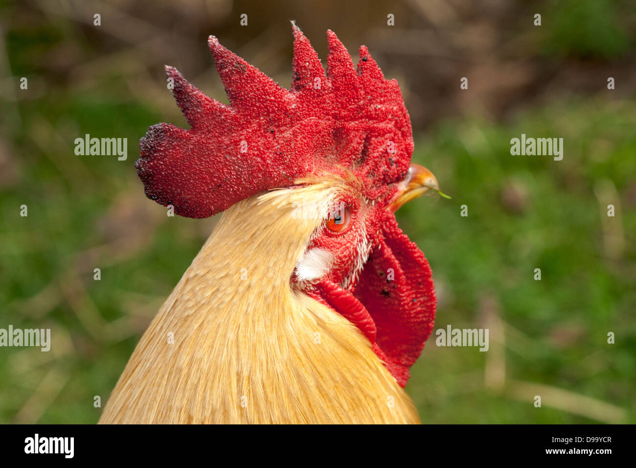 Cockerel Rooster bird showing off his colorful comb and guarding his ...