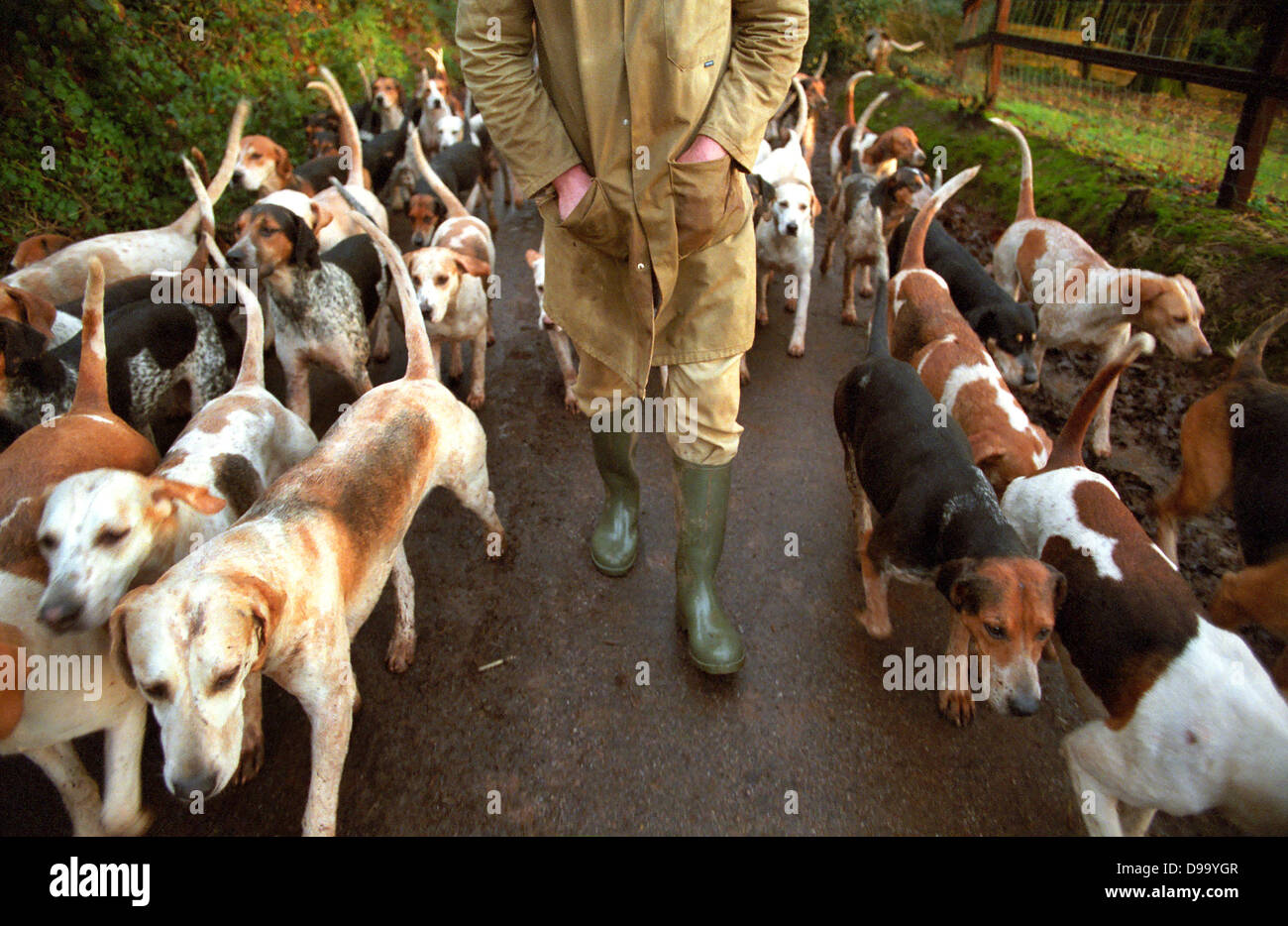 Foxhounds in Devon, UK Stock Photo - Alamy