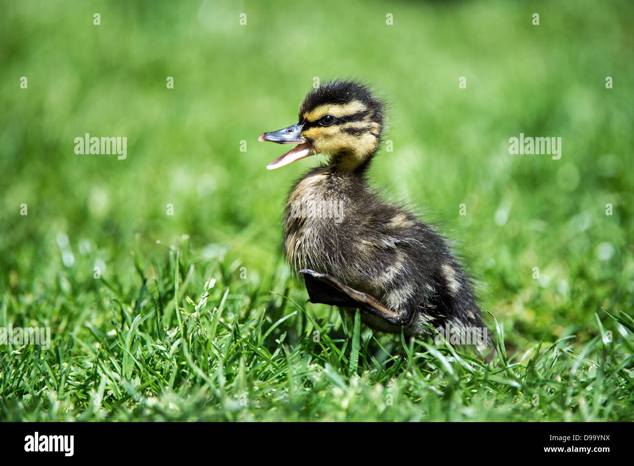 With duckling hi-res stock photography and images - Alamy