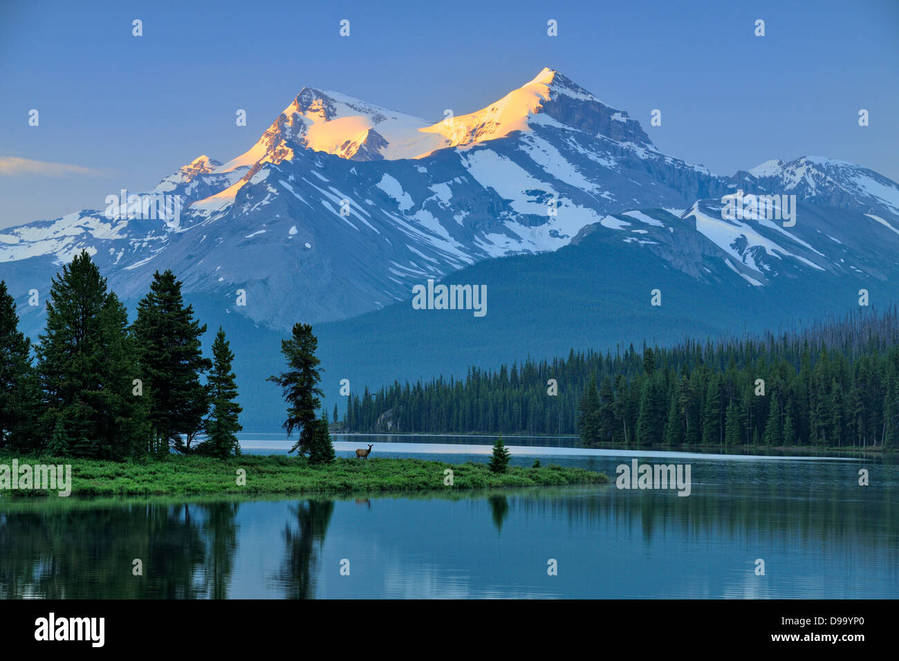 Mt Charlton and Mt Unwin reflected in Maligne Lake at dawn Jasper ...