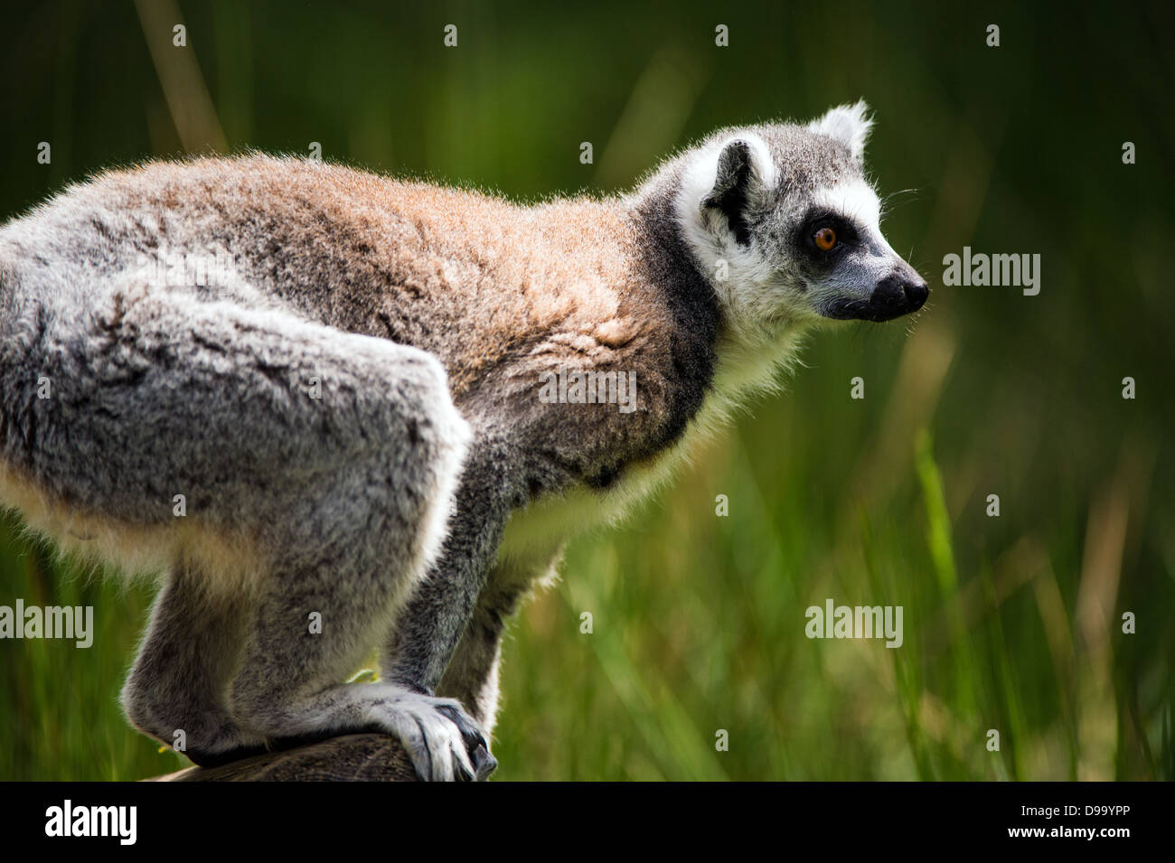 Ring Tailed Lemur Stock Photo - Alamy