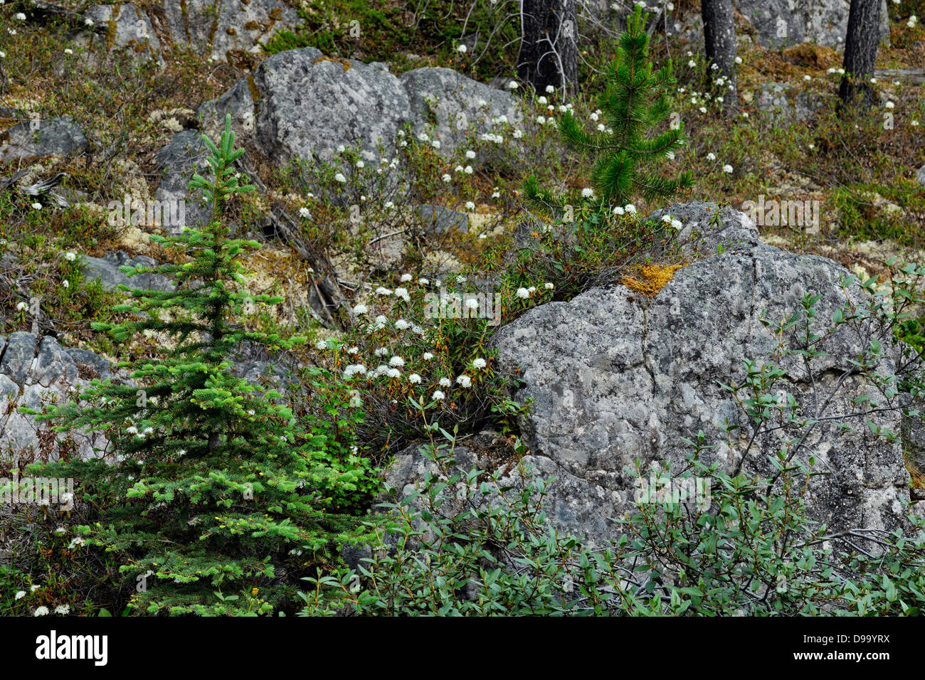 Labrador Tea and spruce trees Jasper National Park Alberta Canada Stock ...