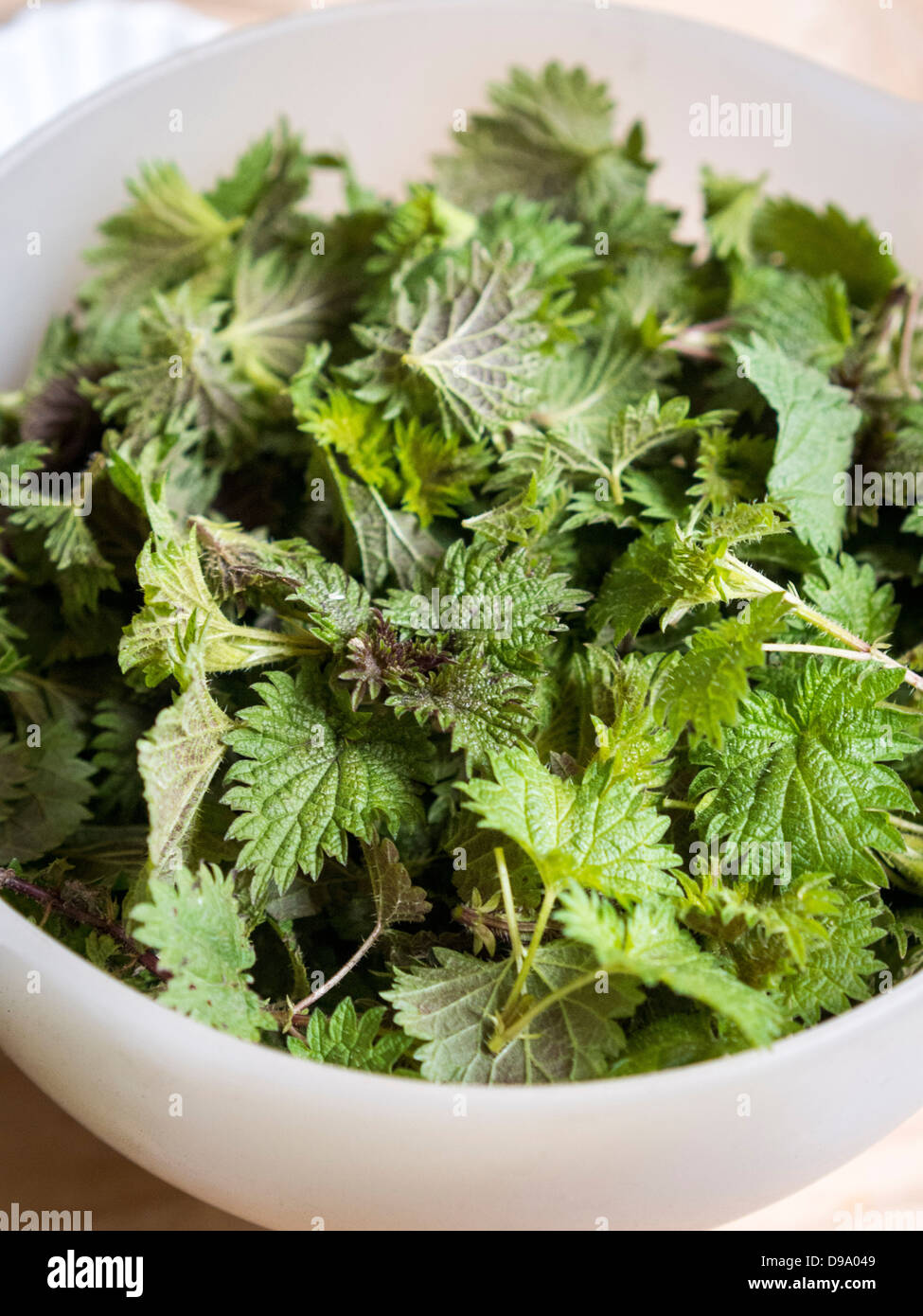 Bowl of freshly picked young tender nettle tops to prepare nettle soup ...