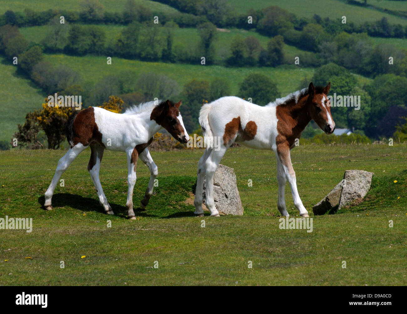 Ponies on Dartmoor in Devon UK enjoying the sunshine Stock Photo - Alamy