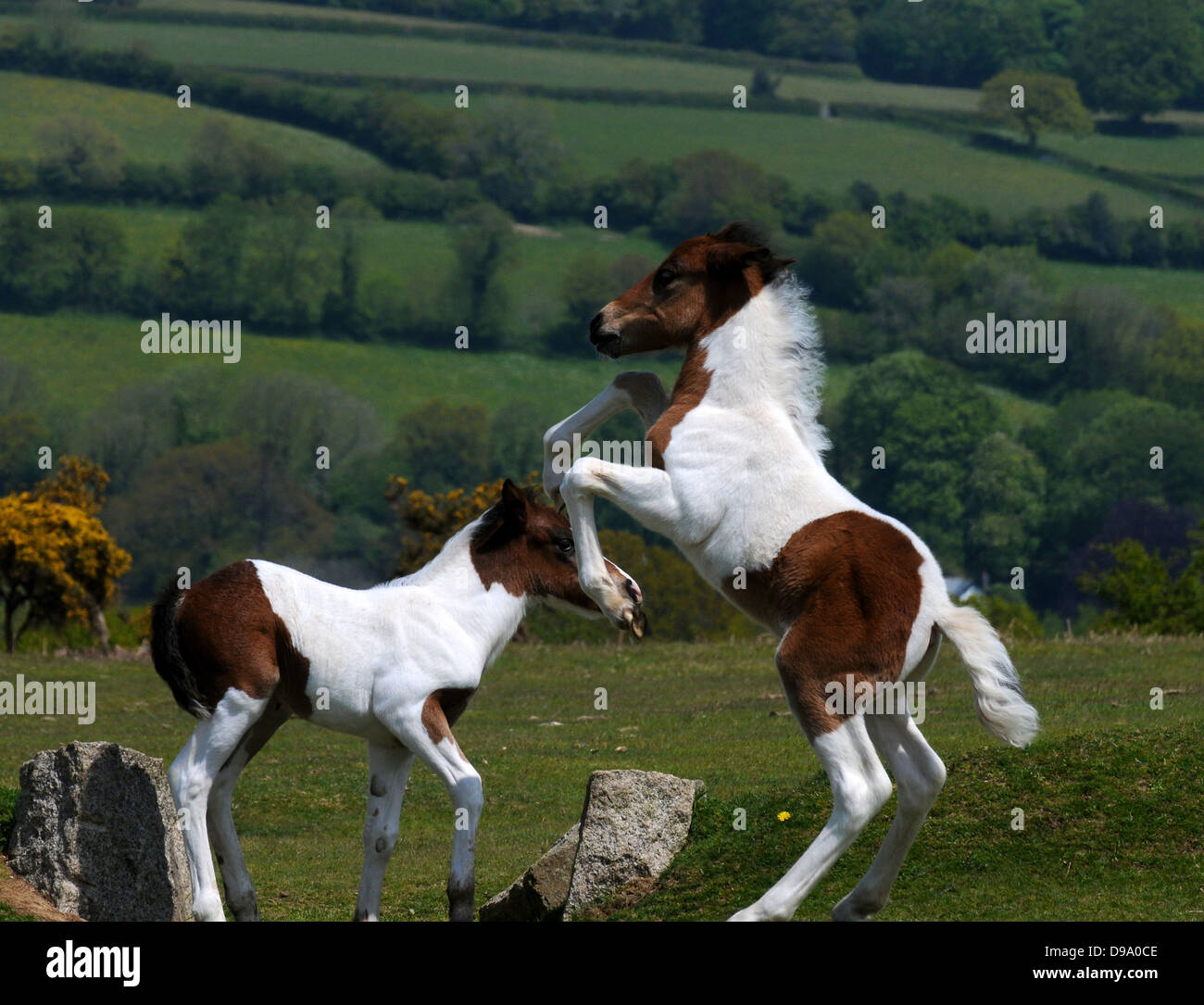 Pony play hi-res stock photography and images - Alamy